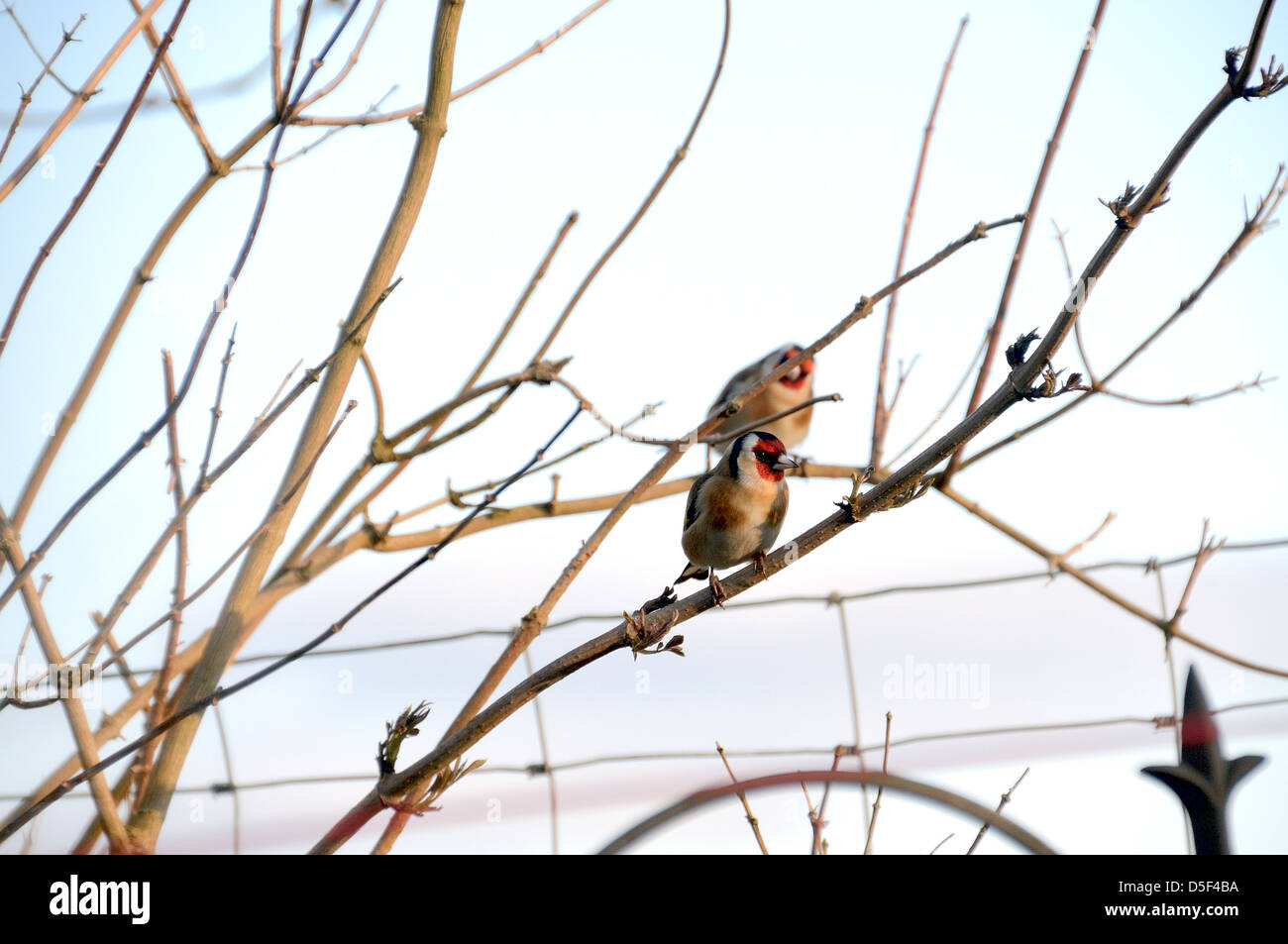 Goldfinch carduelis carduelis highly coloured hi-res stock photography ...