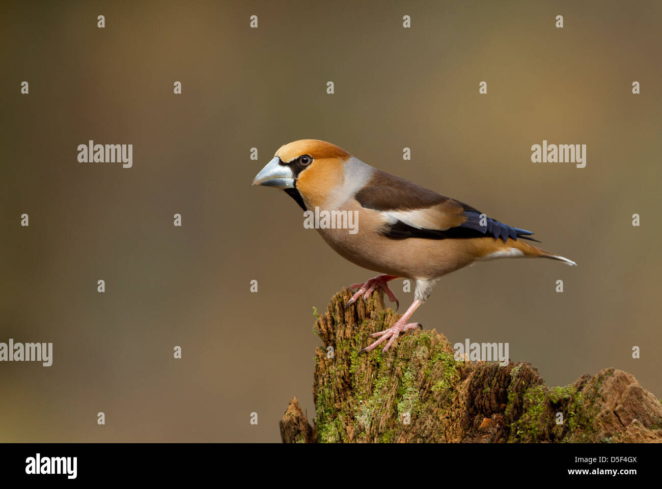 Hawfinch male hi-res stock photography and images - Alamy