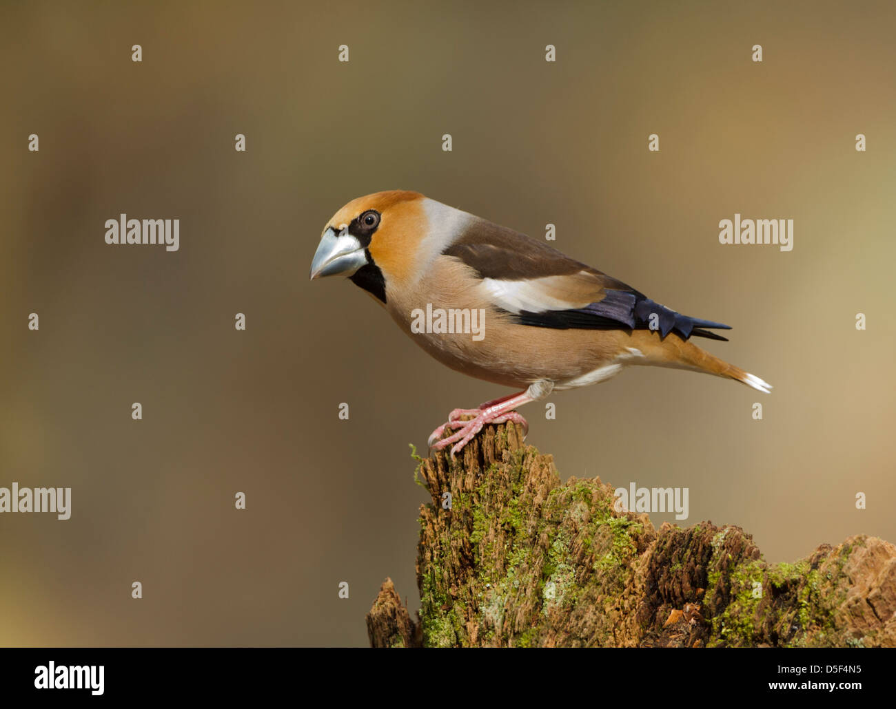 Hawfinch High Resolution Stock Photography and Images - Alamy