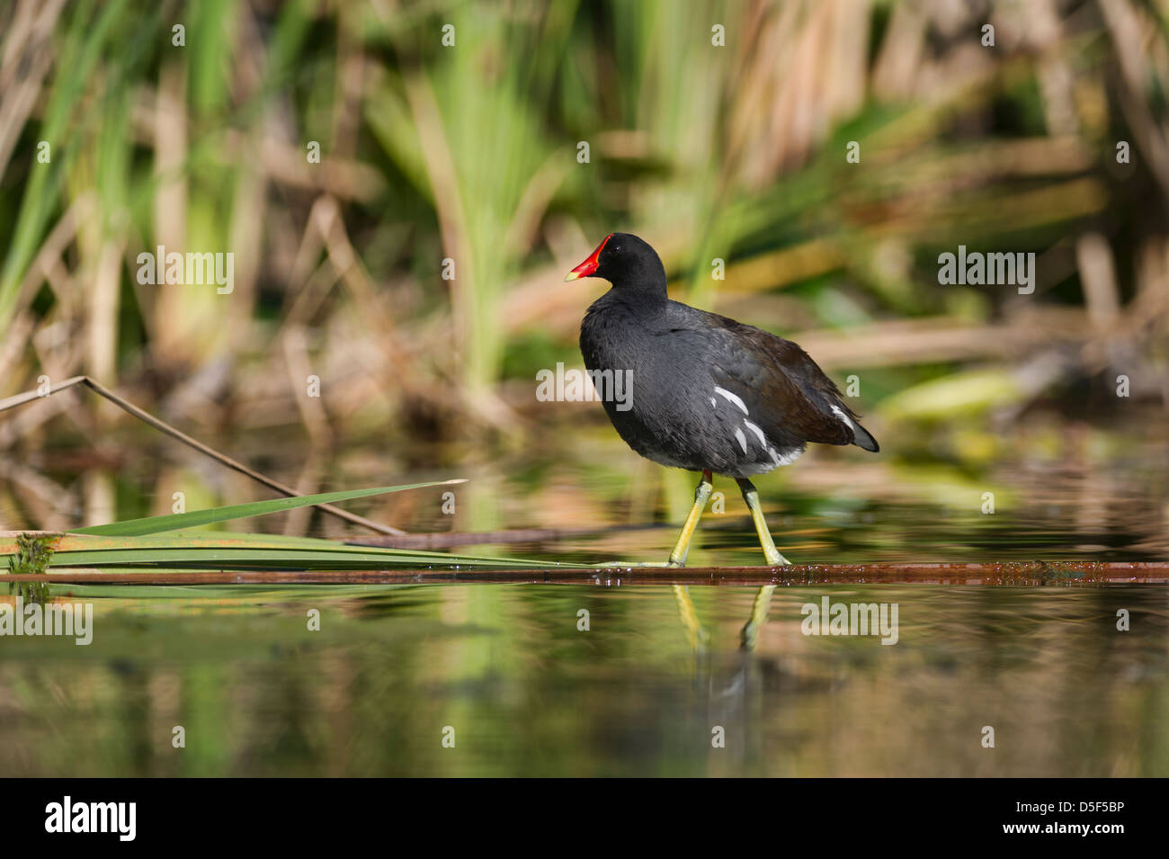 Marsh hen hi-res stock photography and images - Alamy