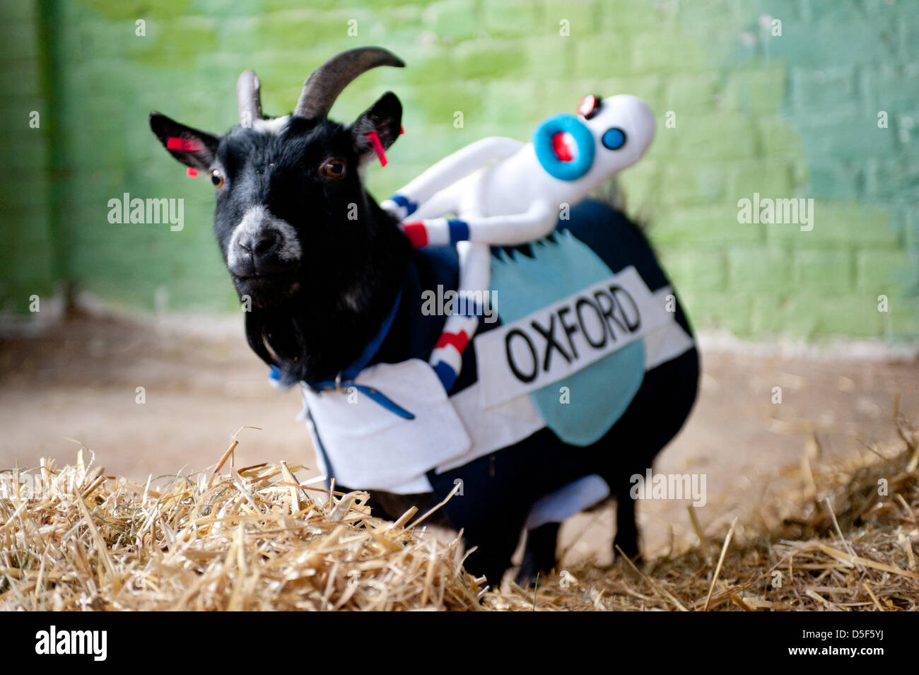 London, UK - 31 March 2013: Oxford Goat poses for a picture at the 5th ...