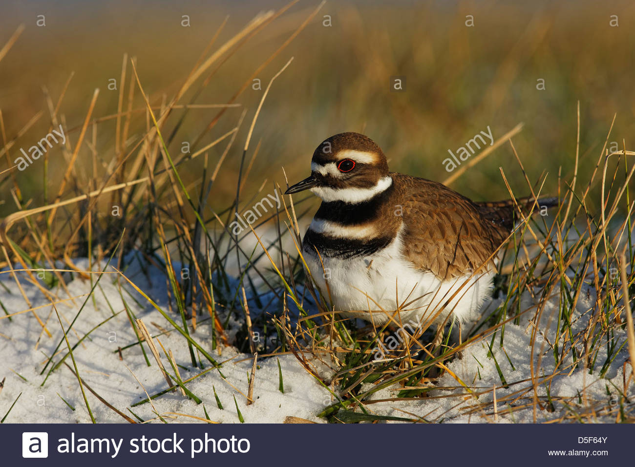 Killdeer Bird Stock Photos & Killdeer Bird Stock Images - Alamy