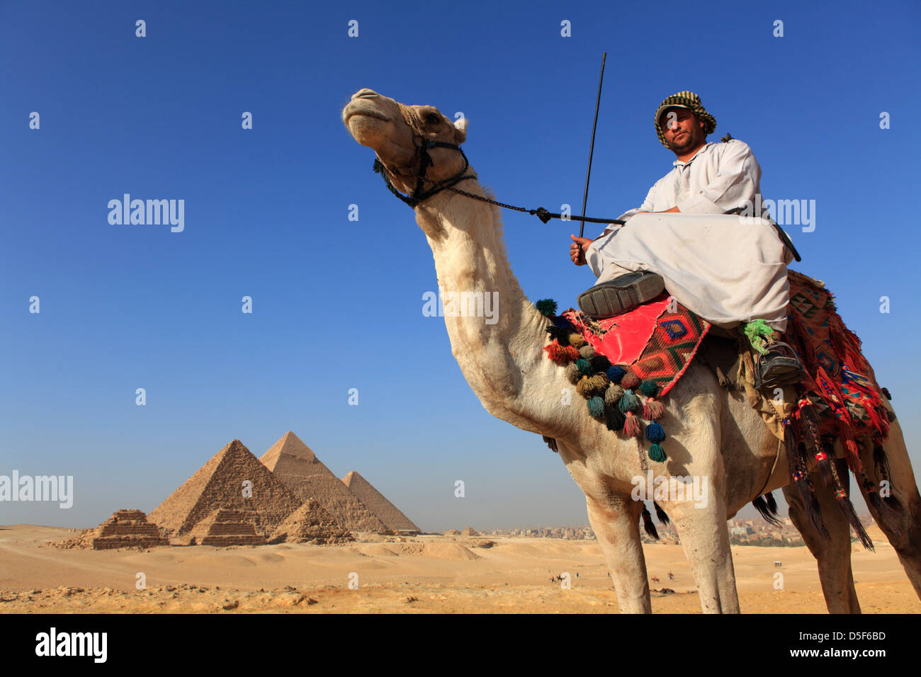 Egypt giza camel and pyramid hi-res stock photography and images - Alamy