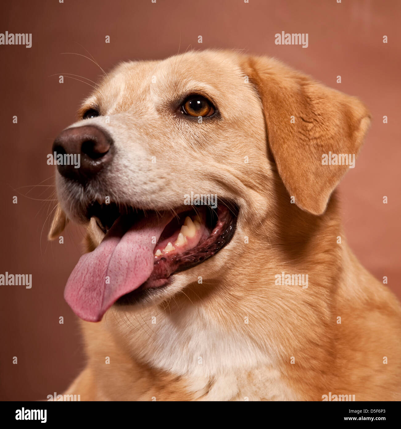 Yellow Labrador retriever posing against a brown background Stock Photo ...