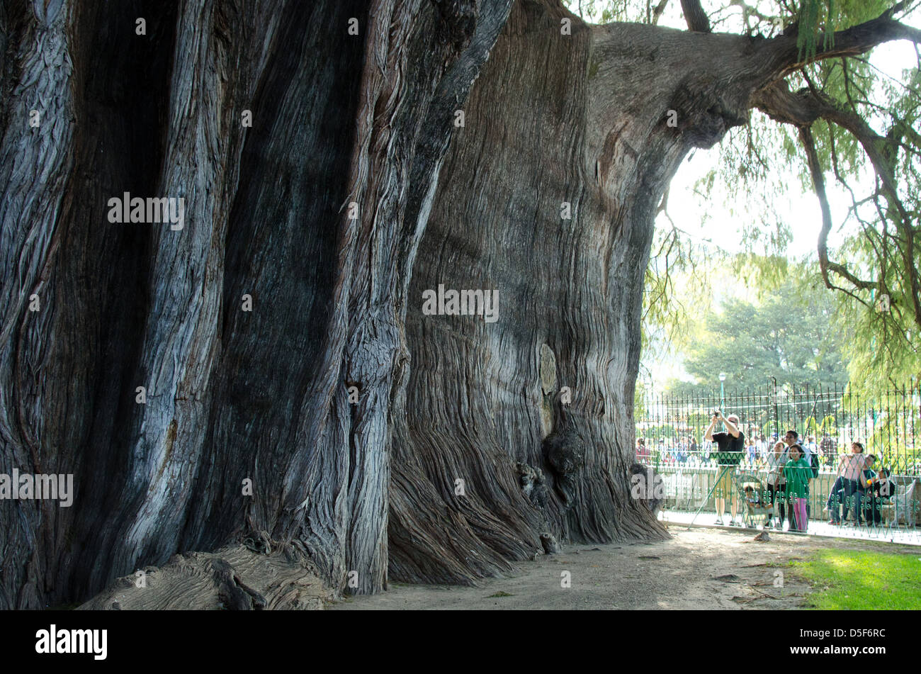 The tule tree hi-res stock photography and images - Alamy