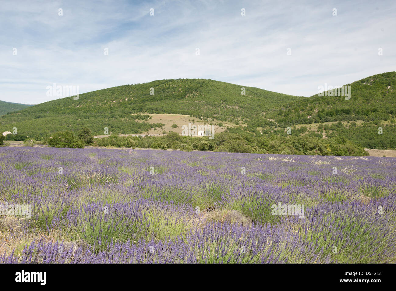 Lavender fields in summer, Provence Stock Photo - Alamy