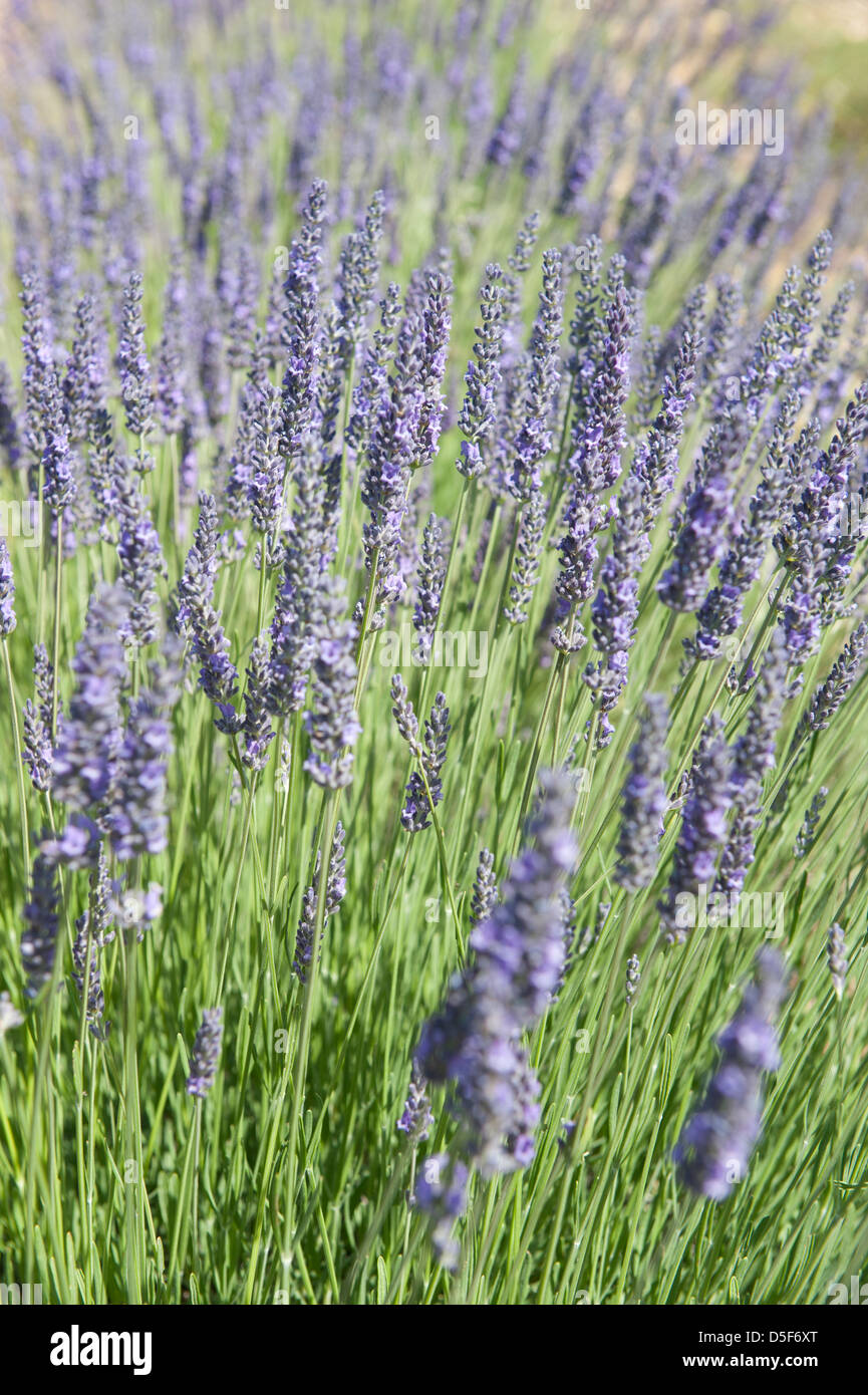 Lavender fields in summer, Provence Stock Photo - Alamy