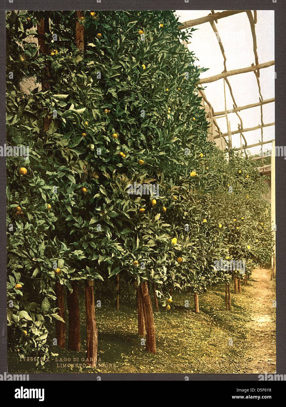 A 1901 photograph showing a lemon tree in Limone, located on the shores ...