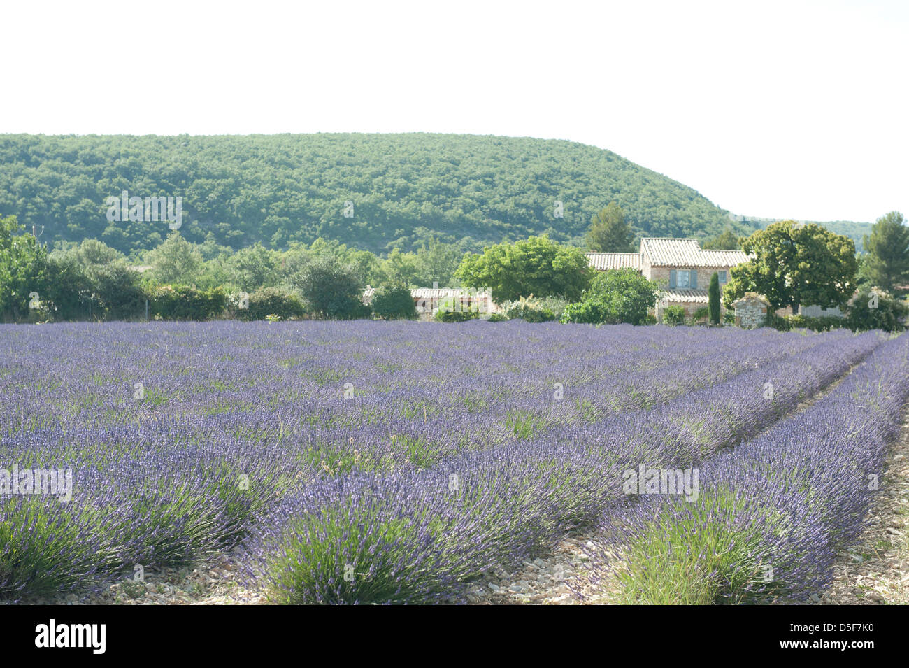 Lavender fields in summer, Provence Stock Photo - Alamy