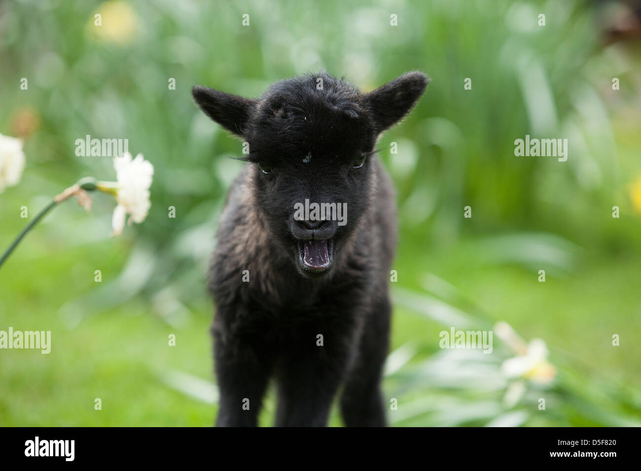 Hebridean lamb in Spring Stock Photo - Alamy