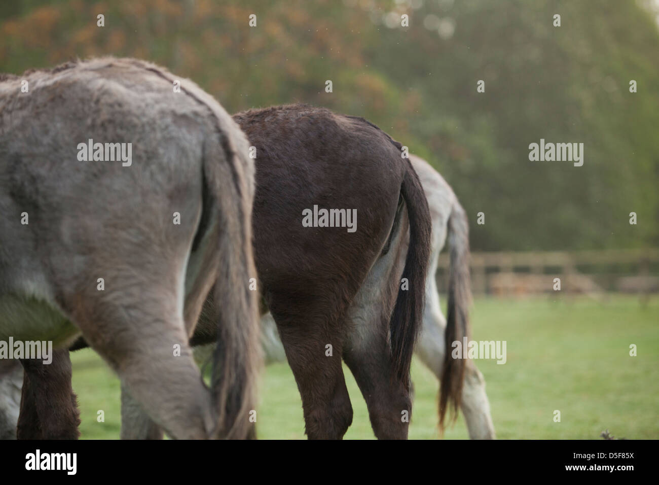 Three donkey backsides Stock Photo - Alamy