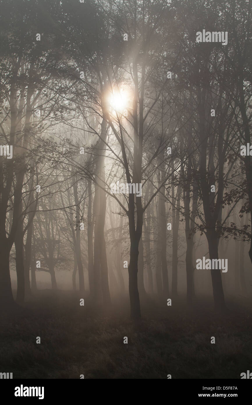 Morning shadows trees hi-res stock photography and images - Alamy