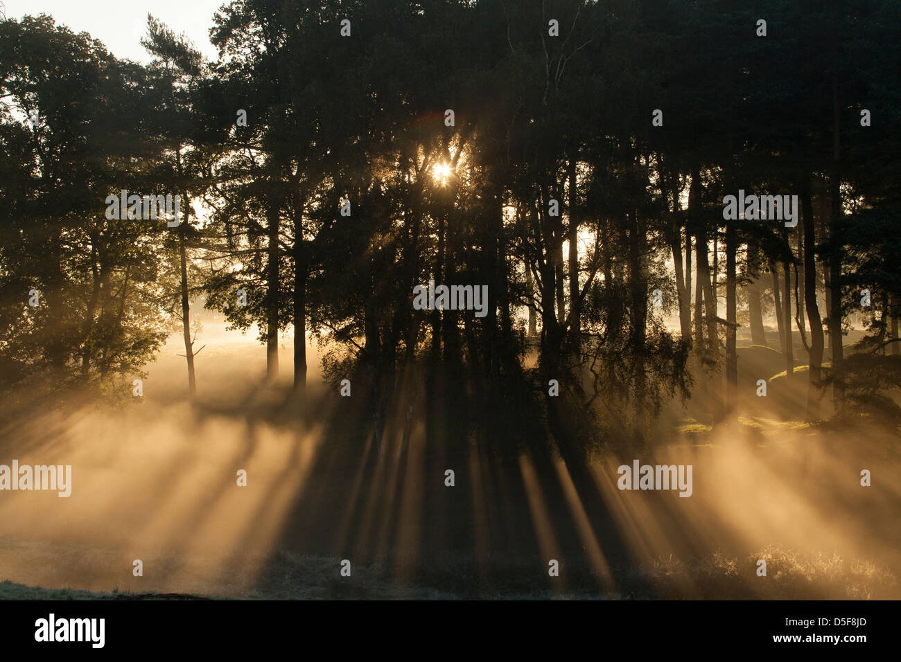 Mist Shadows High Resolution Stock Photography and Images - Alamy