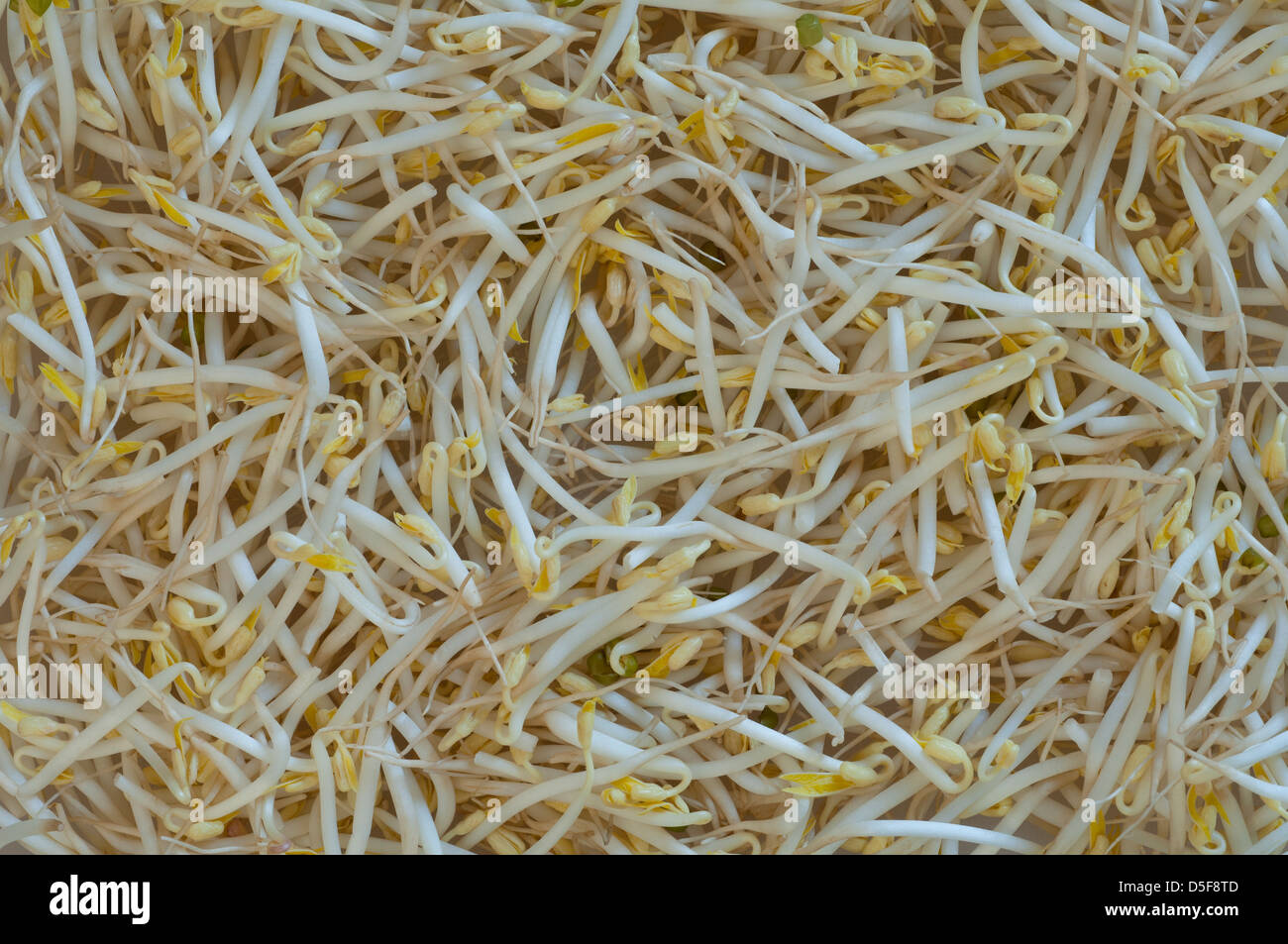 Close-up view of texture of organic Soy Sprouts Stock Photo - Alamy