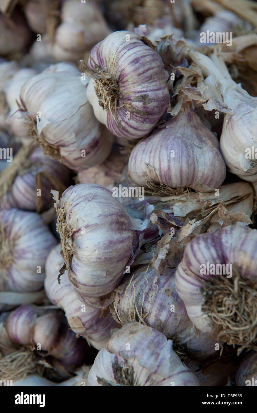 Garlic bunch, Provence Stock Photo - Alamy