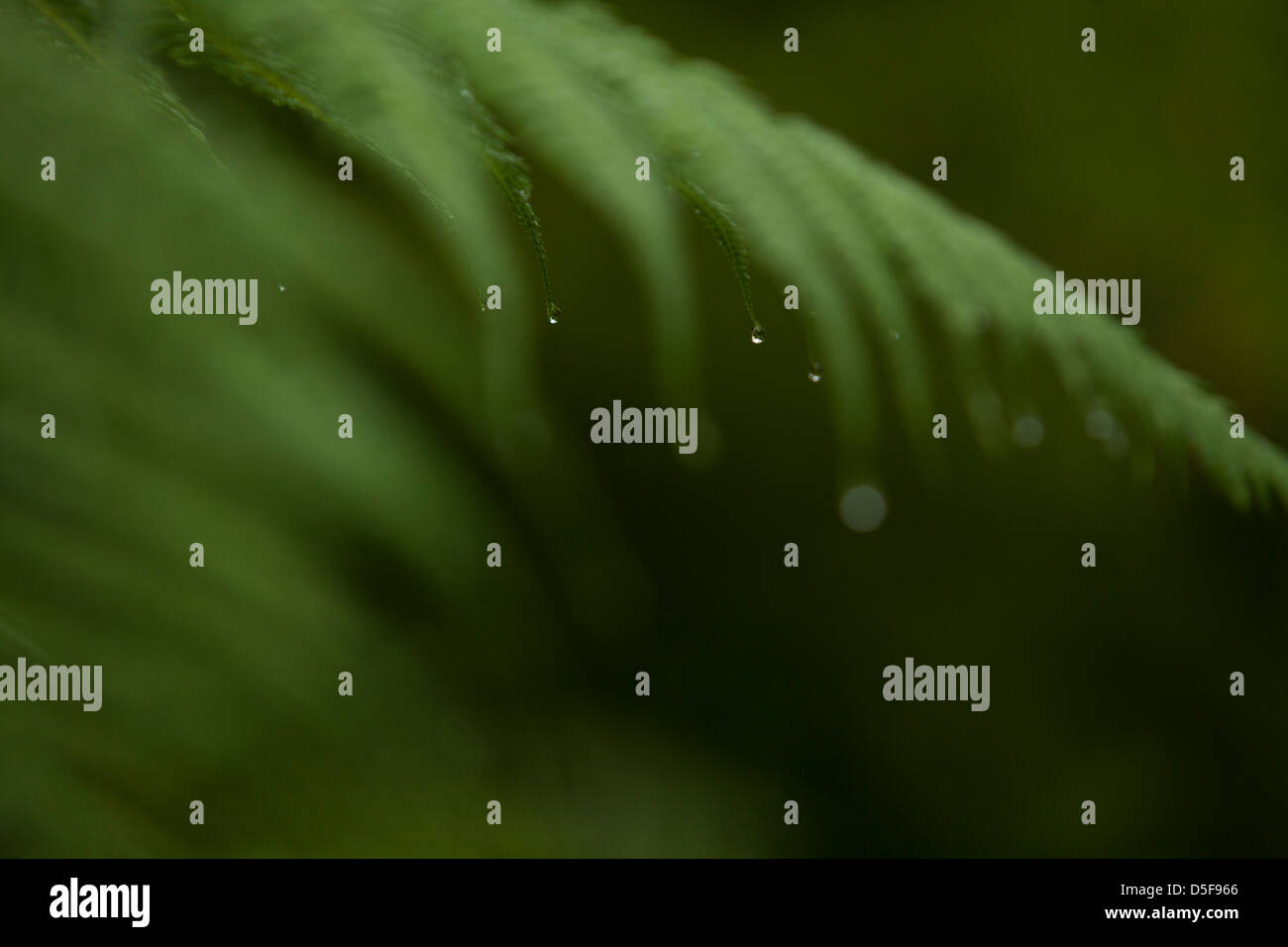 Water dripping off a fern leaf Stock Photo - Alamy