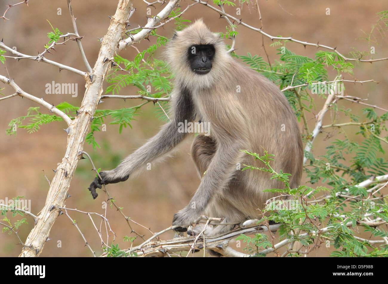 Mudumalai hi-res stock photography and images - Alamy