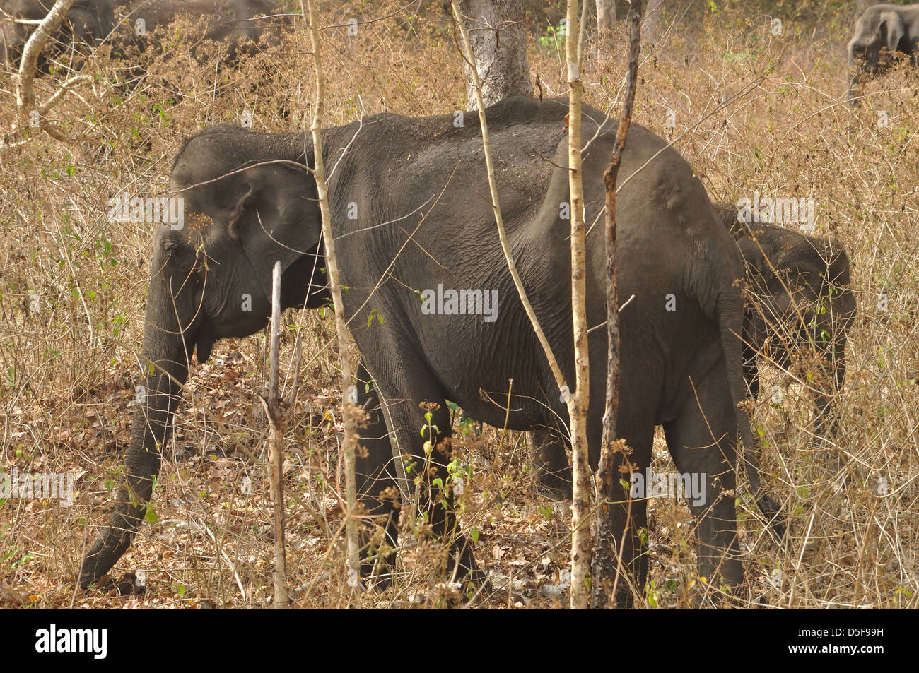 Indian Elephants ( Elephas maximus indicus Stock Photo - Alamy Indian Elephants ( Elephas maximus indicus Stock Photo - Alamy