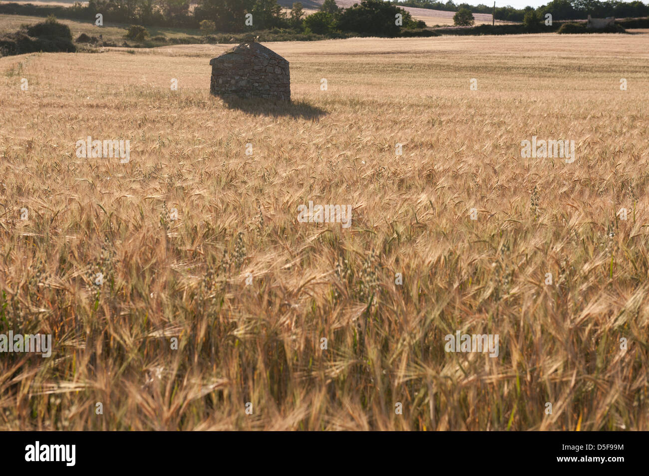 Wheat field in summer in Provence, France Stock Photo - Alamy