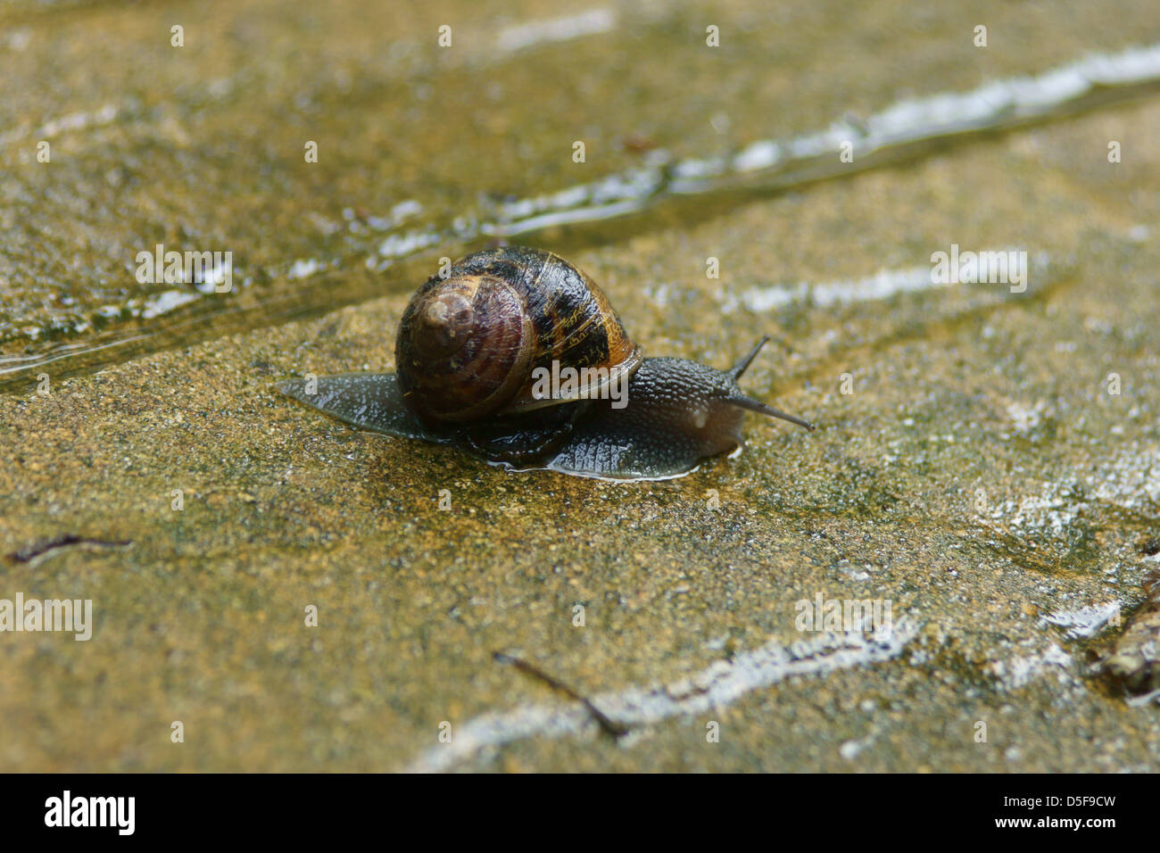 snail rain water paths slug liquid outside stones Stock Photo - Alamy