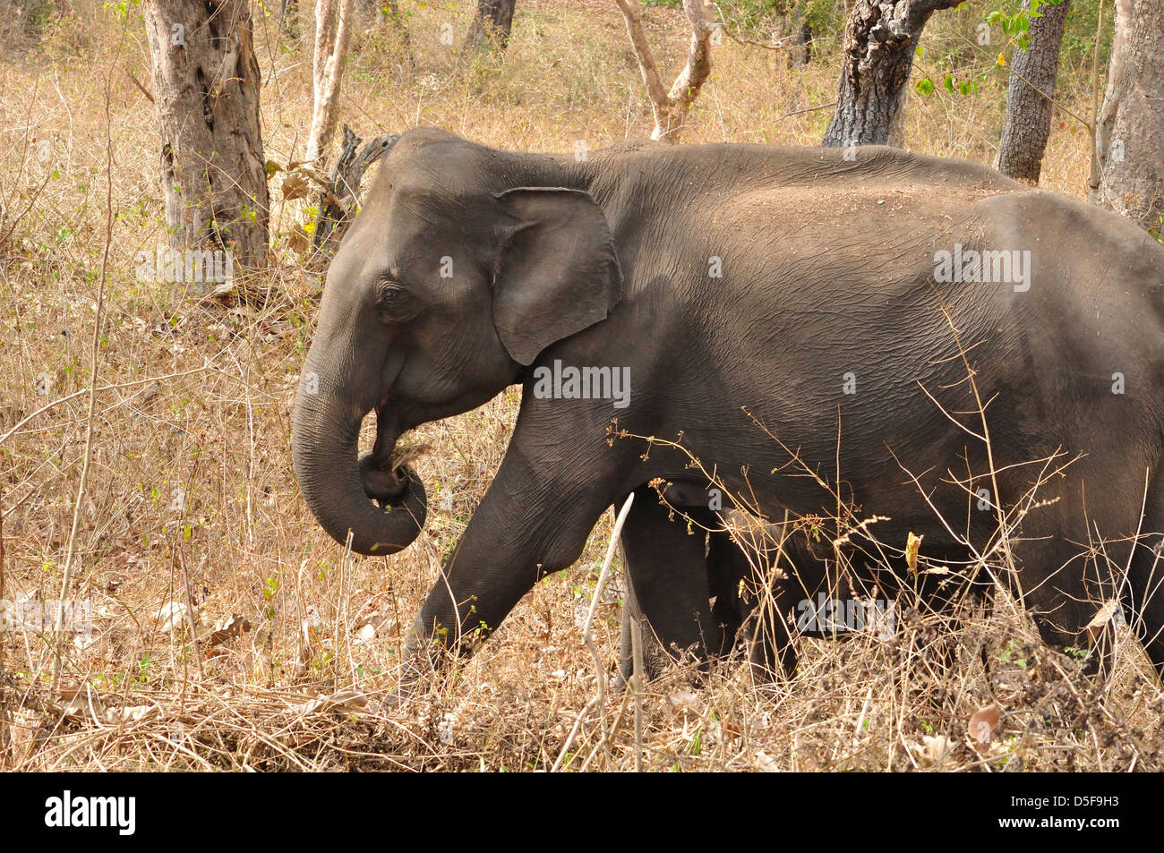 Indian Elephants ( Elephas maximus indicus Stock Photo - Alamy