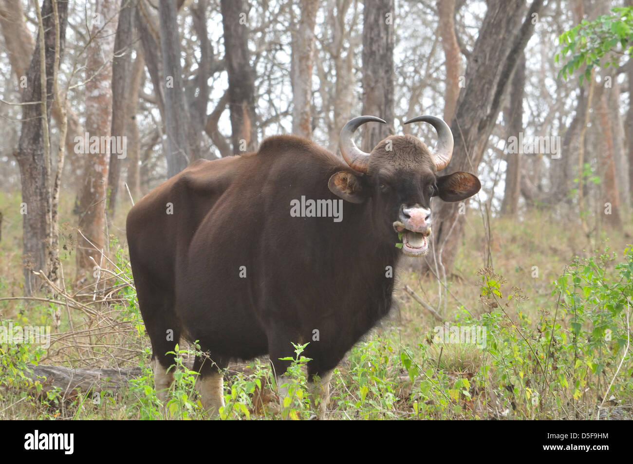 Indian bison boss gaurus hi-res stock photography and images - Alamy