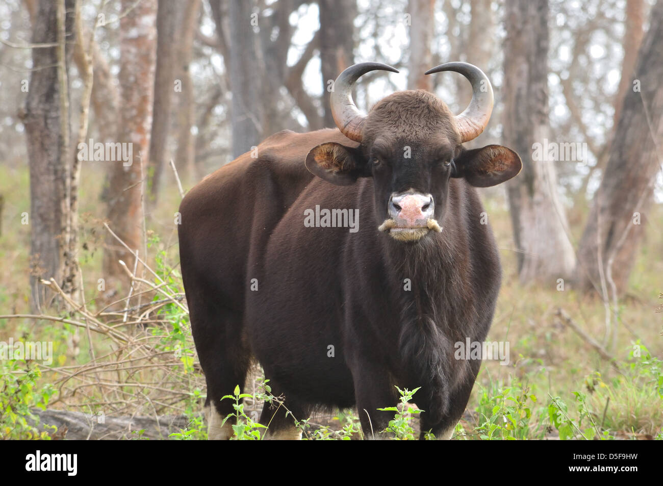 Indian Bison ( Boss Gaurus Stock Photo - Alamy
