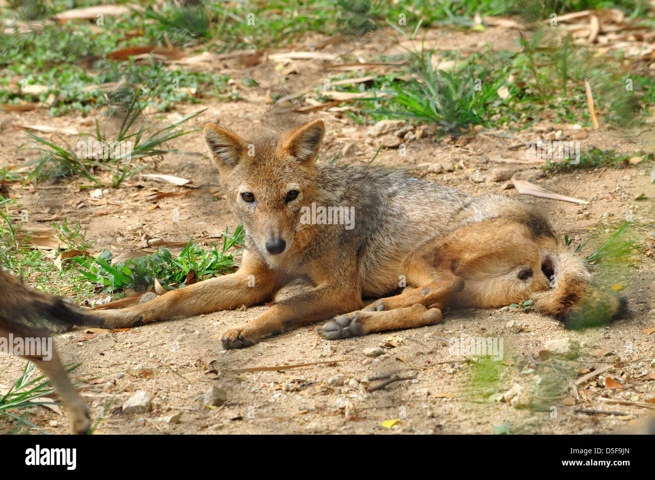 Indian Fox (Vulpes bengalensis Stock Photo - Alamy