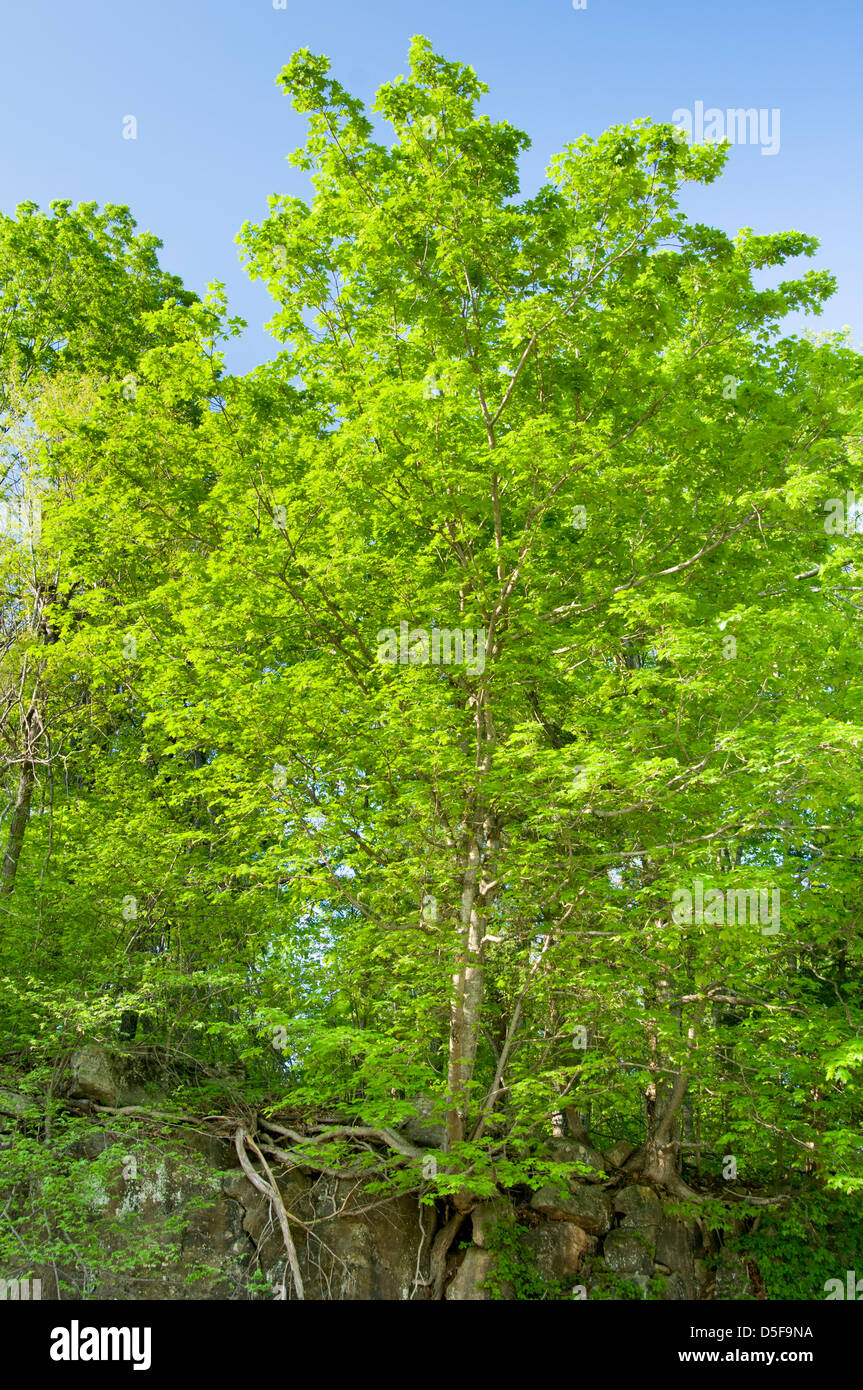 Ozark mountains hi-res stock photography and images - Alamy