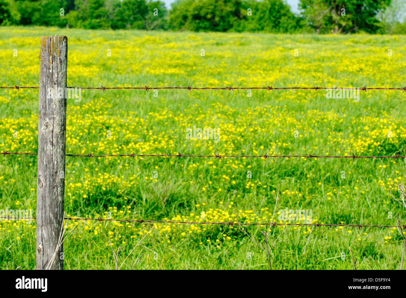 Barbed Wire Pasture Fence