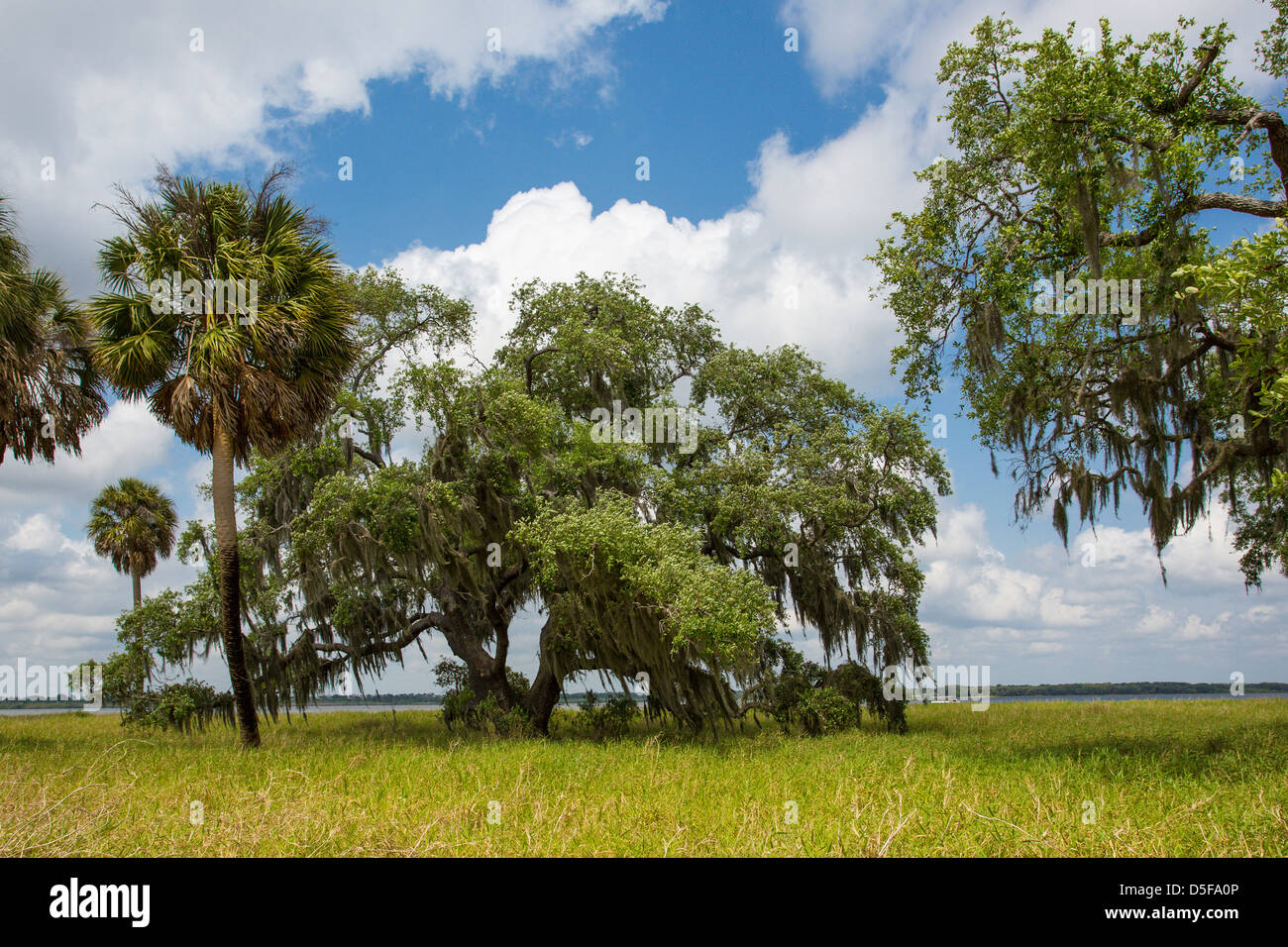 Myakka River State Park in Sarasota Florida Stock Photo - Alamy
