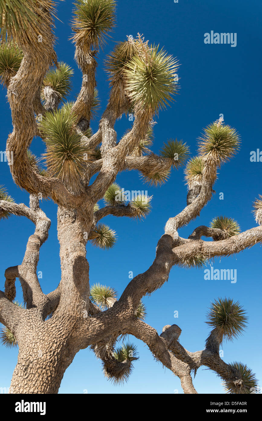 Close-up photo of a Joshua Tree against the background of a blue sky ...
