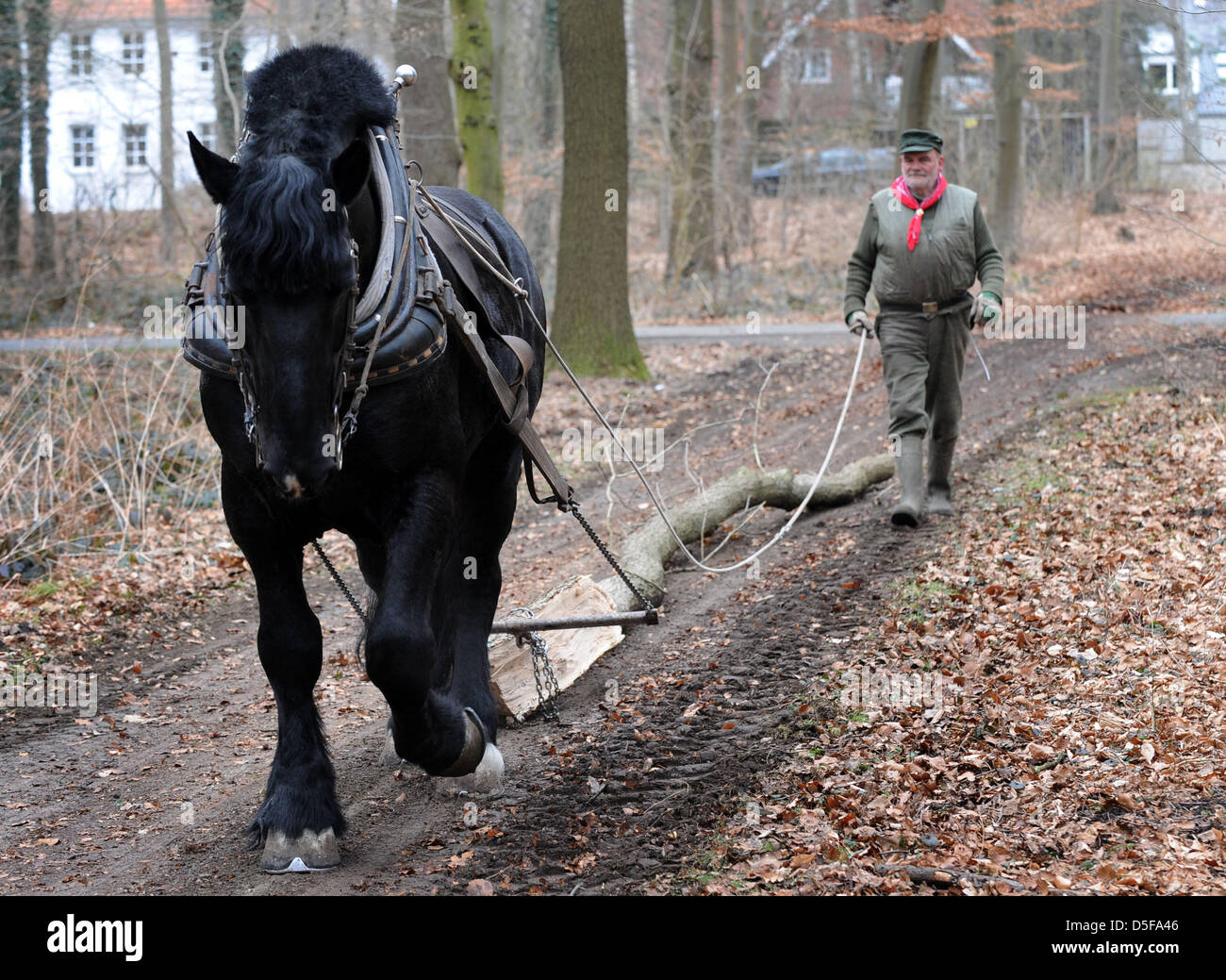 Hans Wilhelm Meier and his French Percheron stallion Medoc pull logs ...