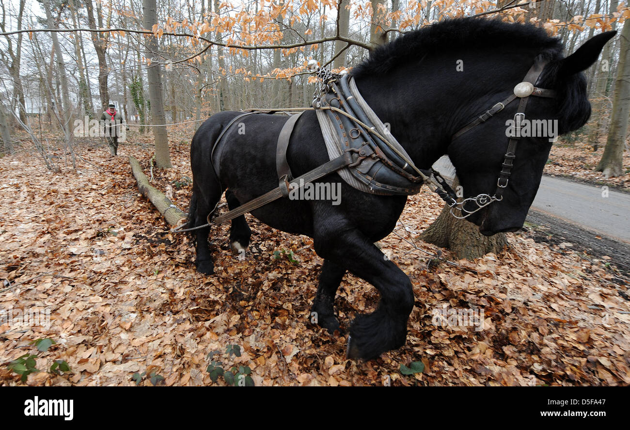 Hans Wilhelm Meier and his French Percheron stallion Medoc pull logs ...