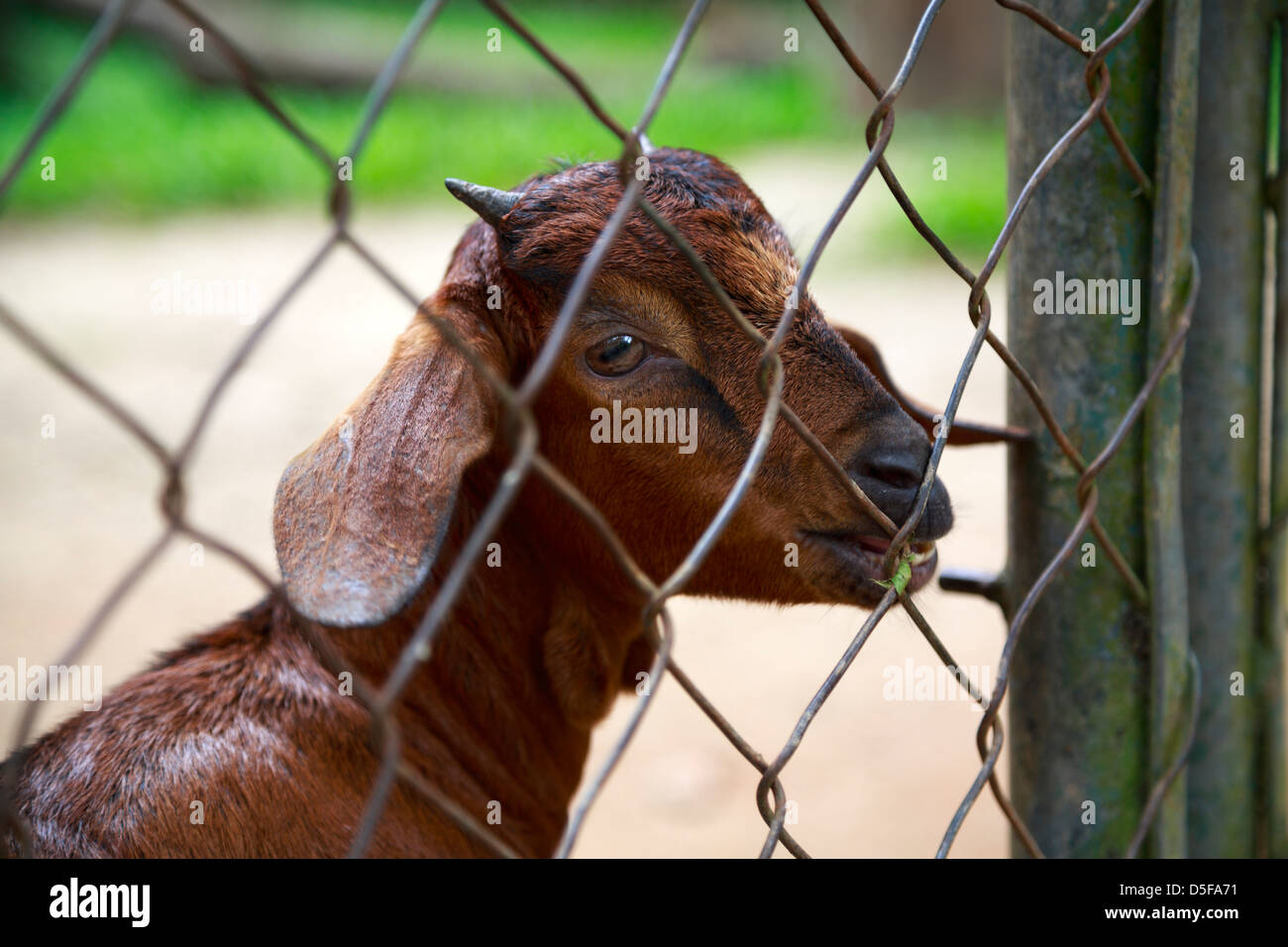 A young goat looking through the fence at Zoo Negara, National Zoo of ...
