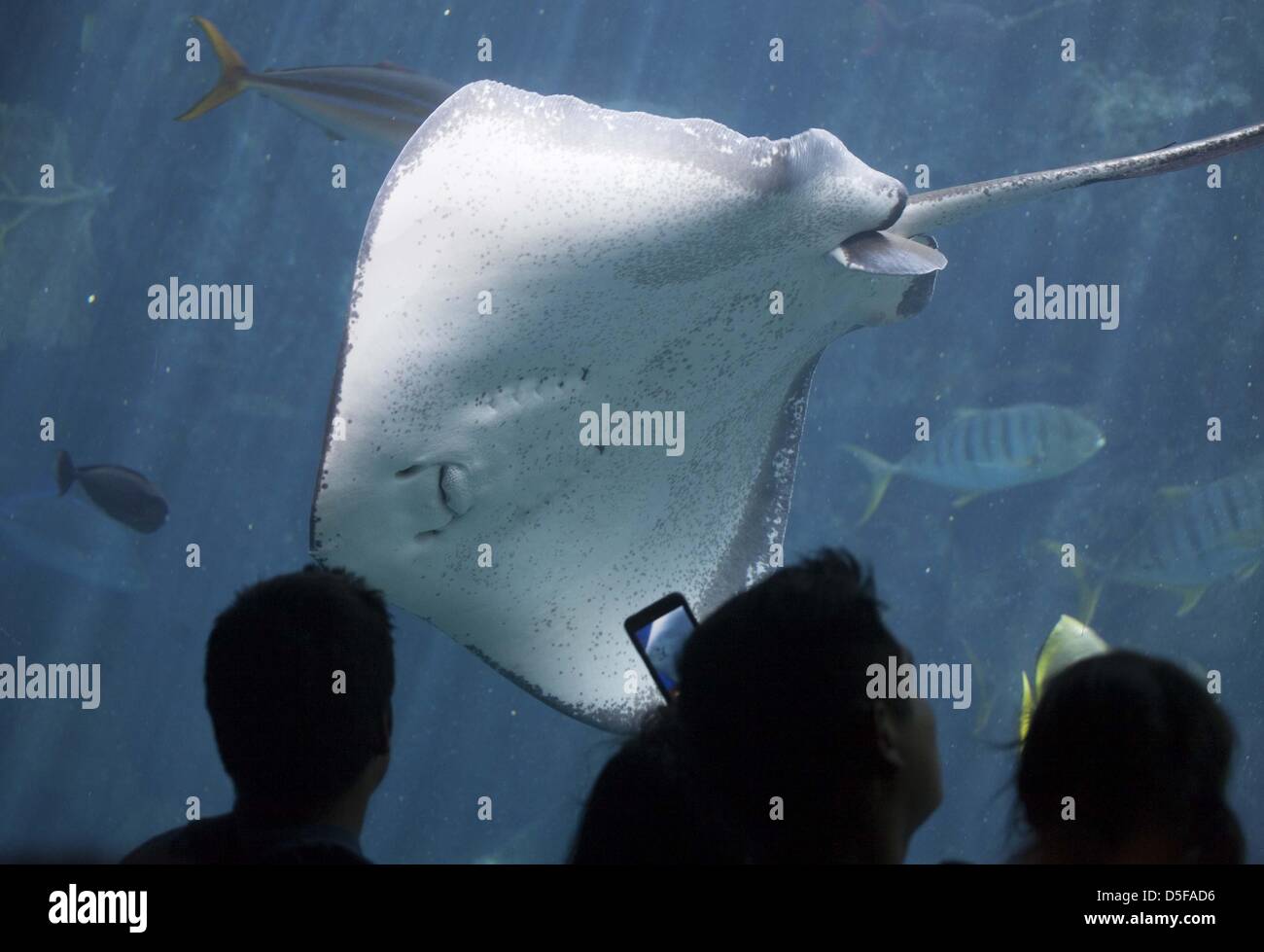 March 31, 2013 - Los Angeles, California (CA, USA - A stingray is seen ...