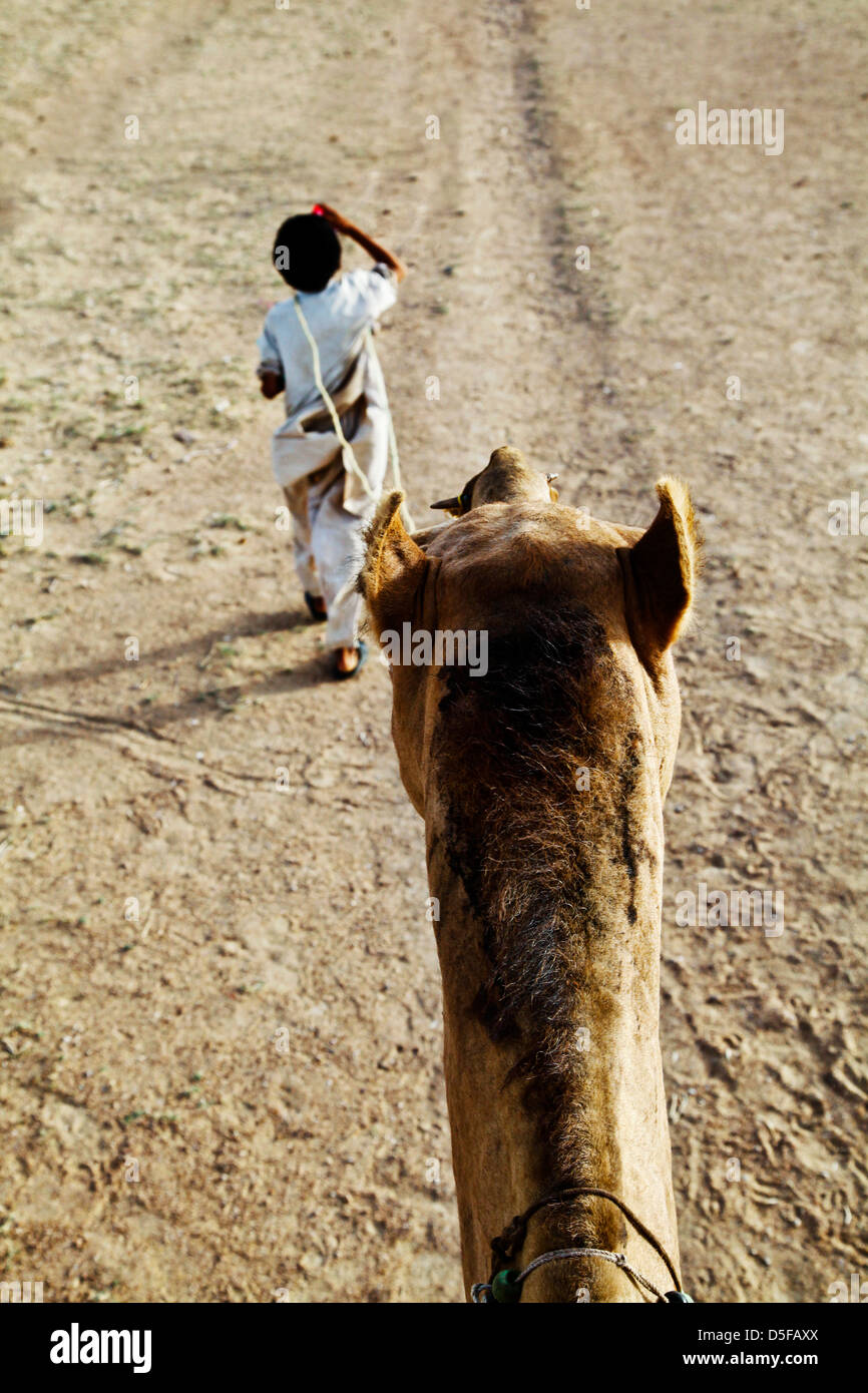 Boy leading a camel hi-res stock photography and images - Alamy