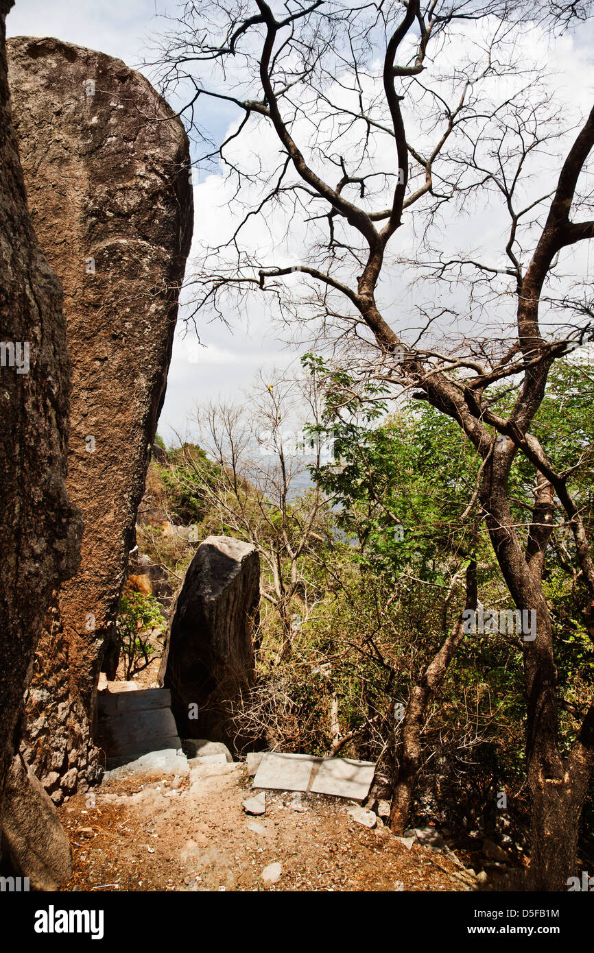 Trees at Anadara Point, Mount Abu, Sirohi District, Rajasthan, India ...