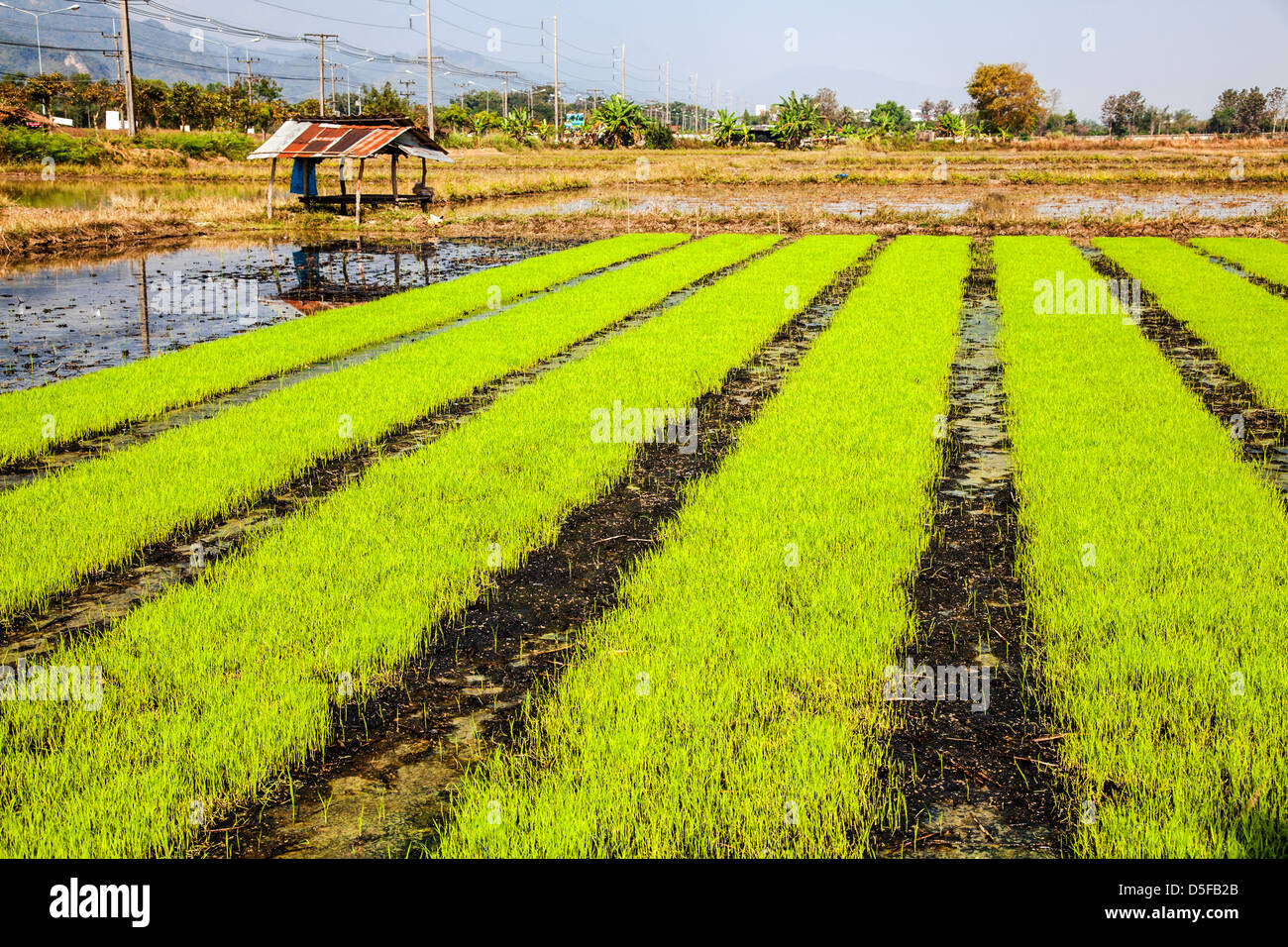 paddy field in thailand Stock Photo - Alamy
