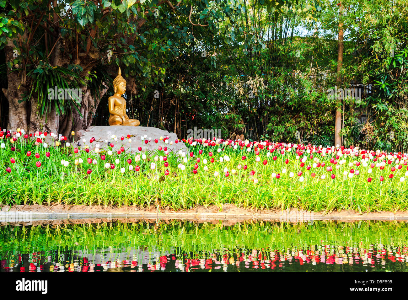Buddha bodhi tree hi-res stock photography and images - Alamy
