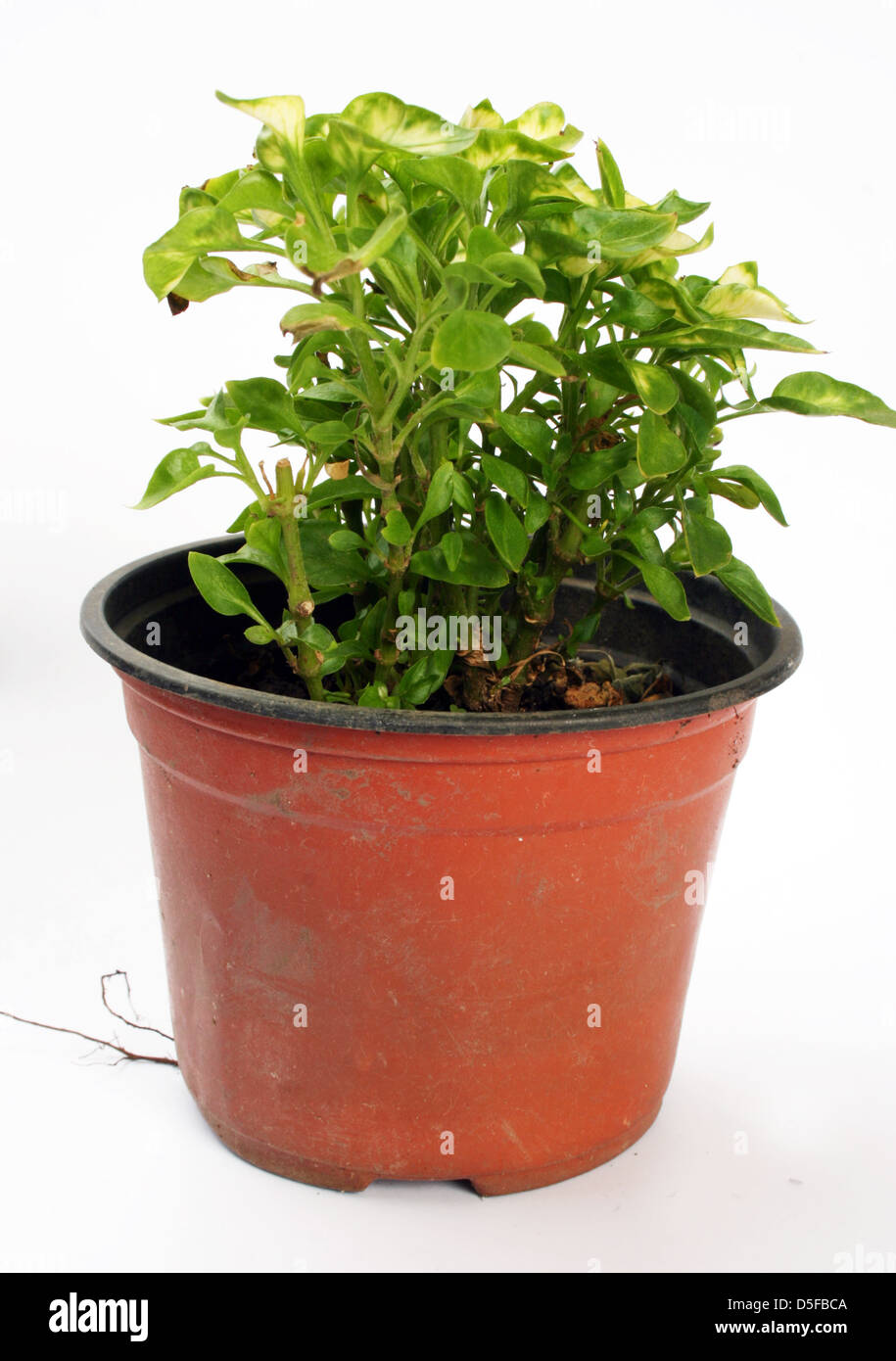 Nursery flower in a pot Stock Photo - Alamy