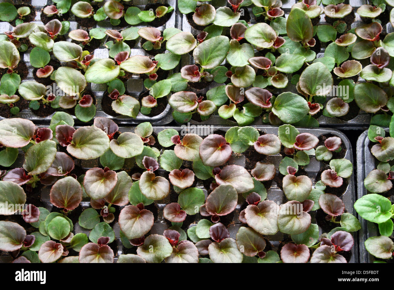 Plantation house with colorful flowers Stock Photo - Alamy