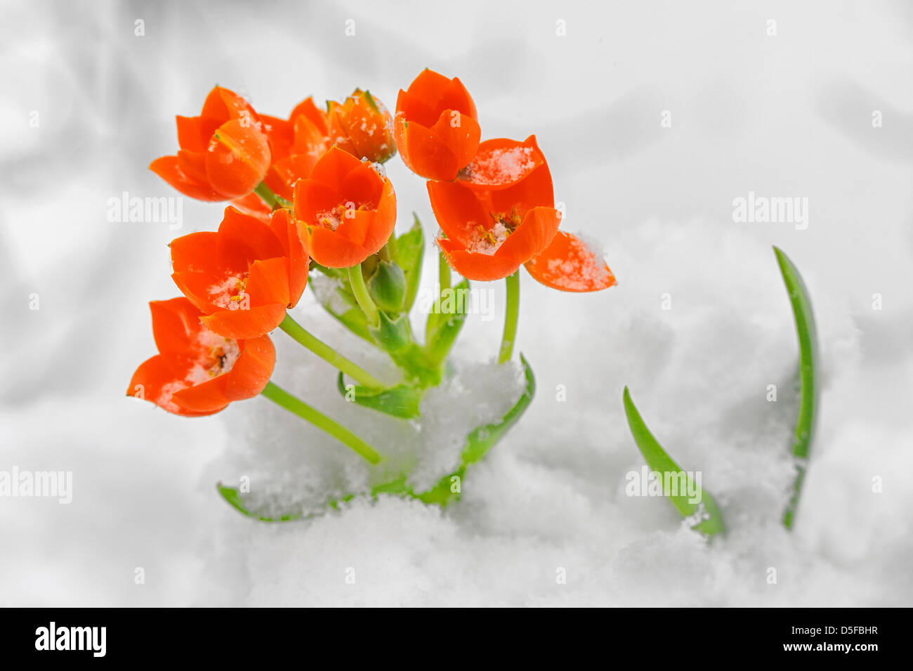 Snake flower hi-res stock photography and images - Alamy