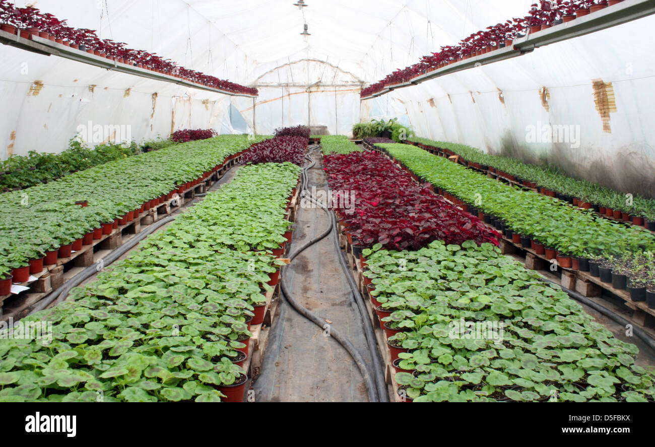Plantation house with colorful flowers Stock Photo - Alamy