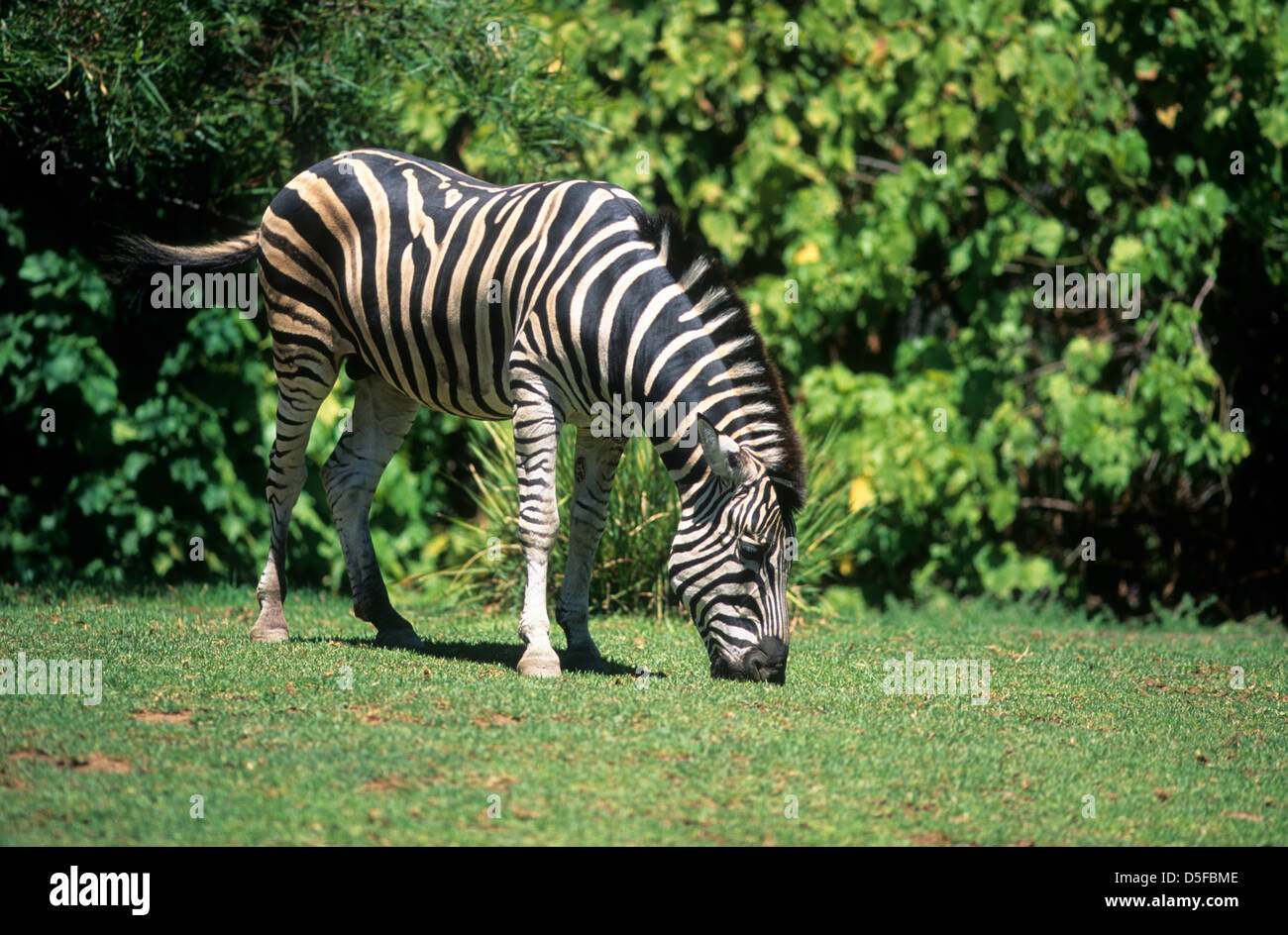African grazing animal hi-res stock photography and images - Alamy