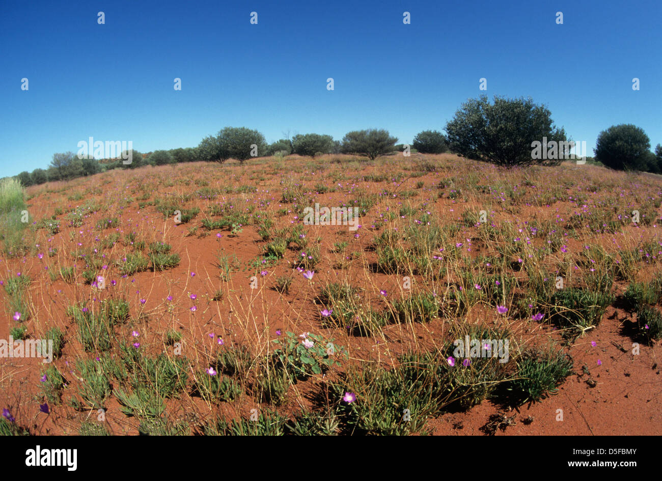 Australia, native plants/wildflowers, a carpet of Calandrina flowers ...
