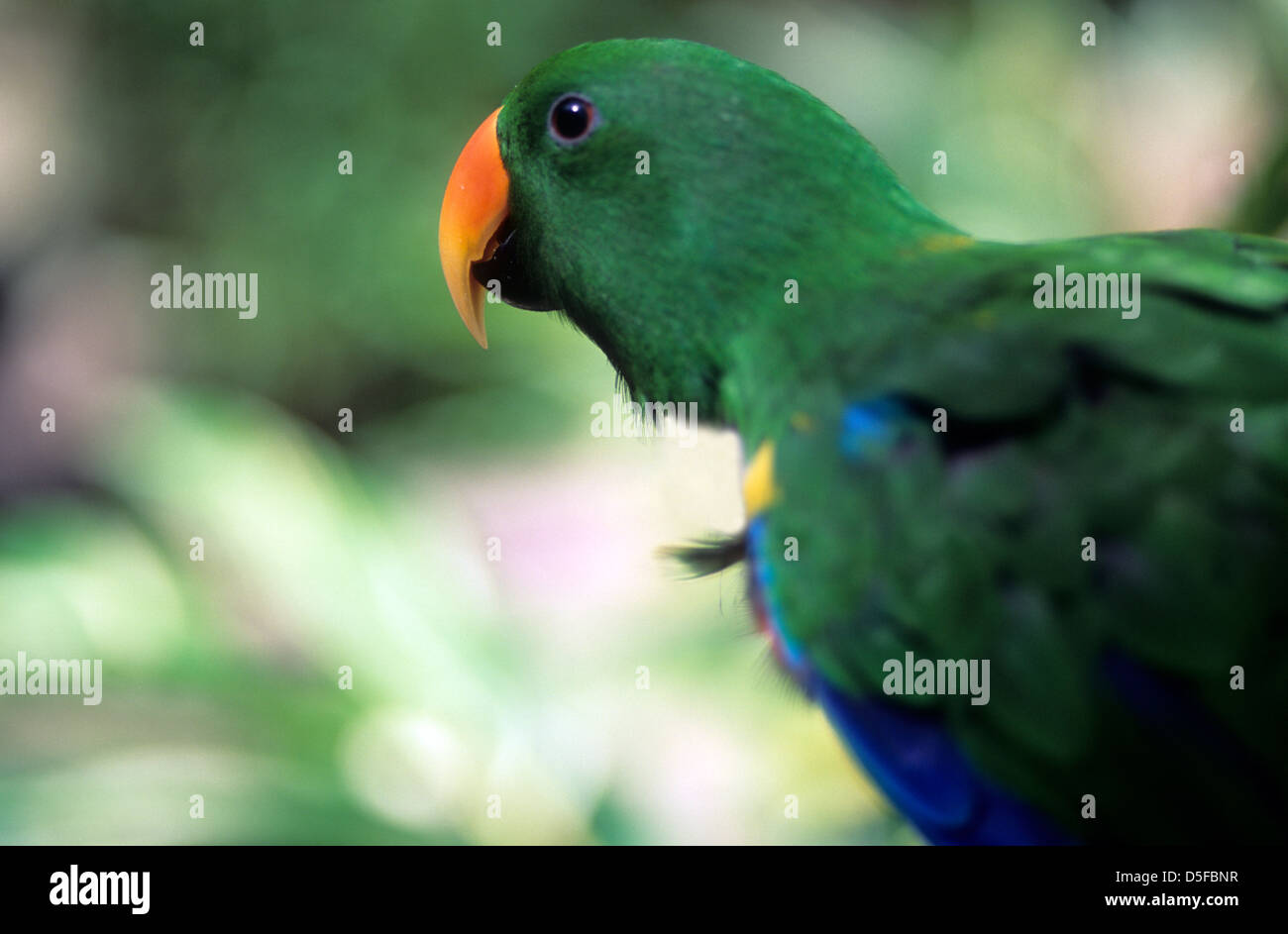 Australia, native birds, Electus Parrot, close up of head Stock Photo ...