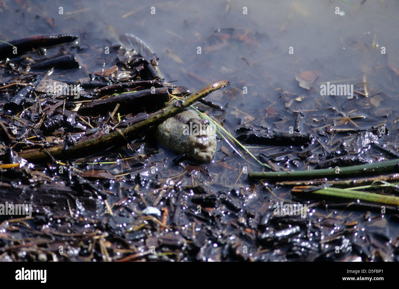 Australia, native animals, fish, amphibious, Mudskipper, a fish that ...