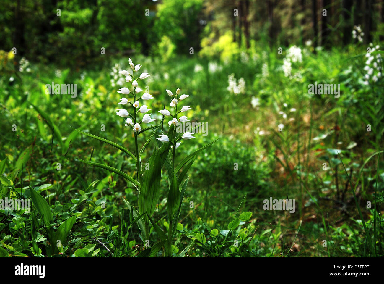 White beauty flower in forest Stock Photo - Alamy
