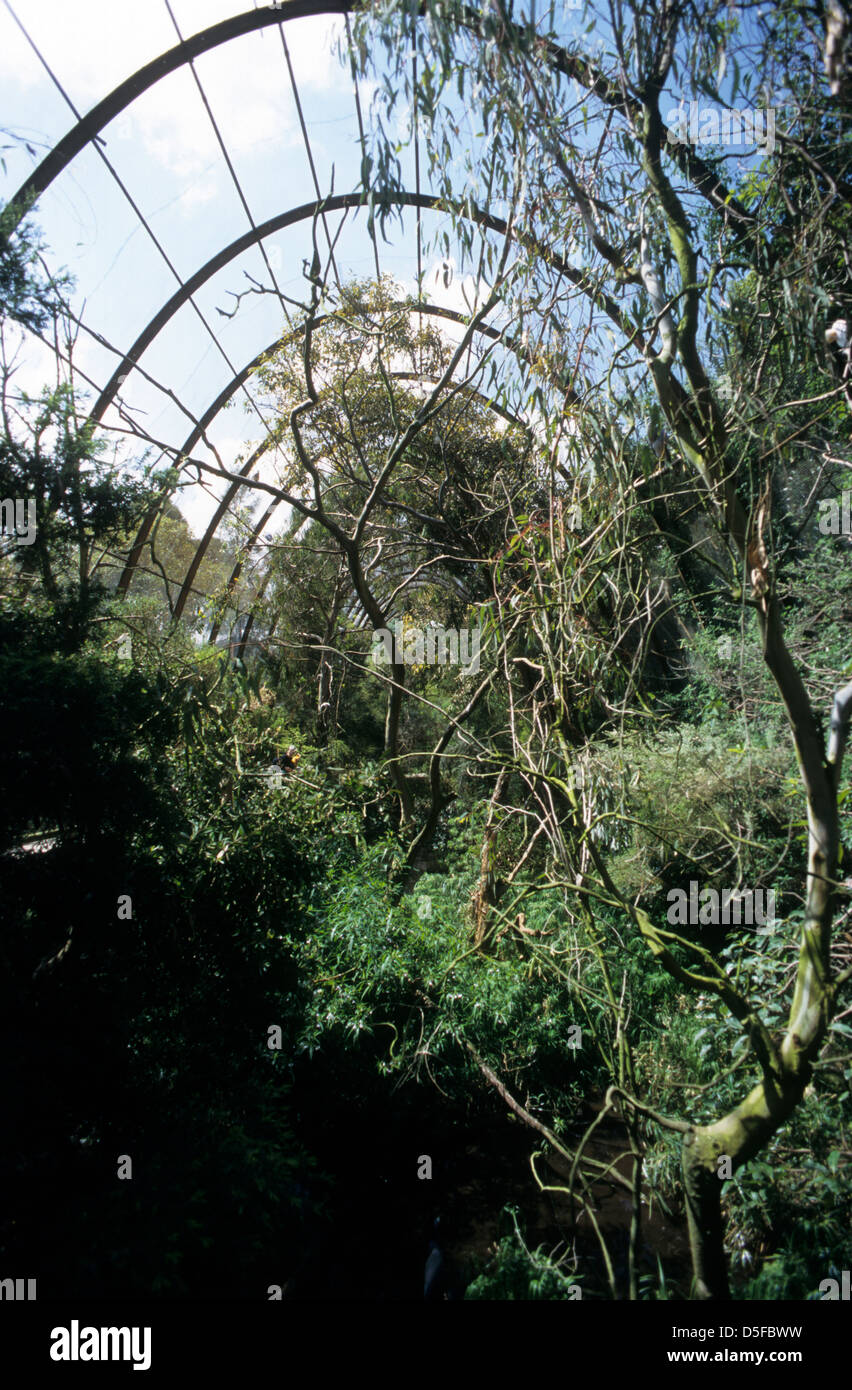 Australia, Victoria, Melbourne, Melbourne Zoo the great flight Aviary ...